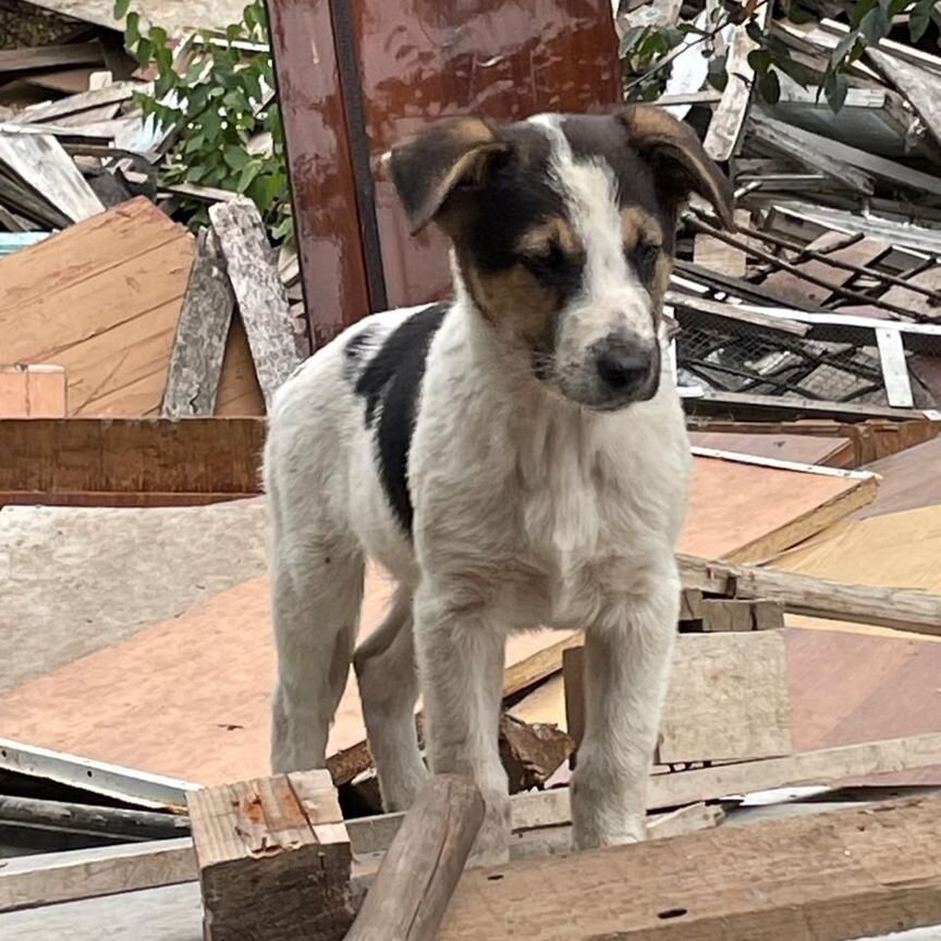 Шенки в добрые руки