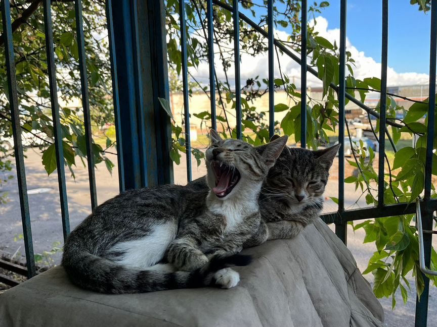 Котята в добрые руки