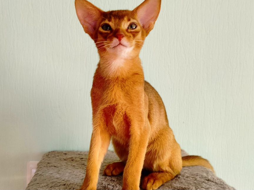 Абиссинские котята