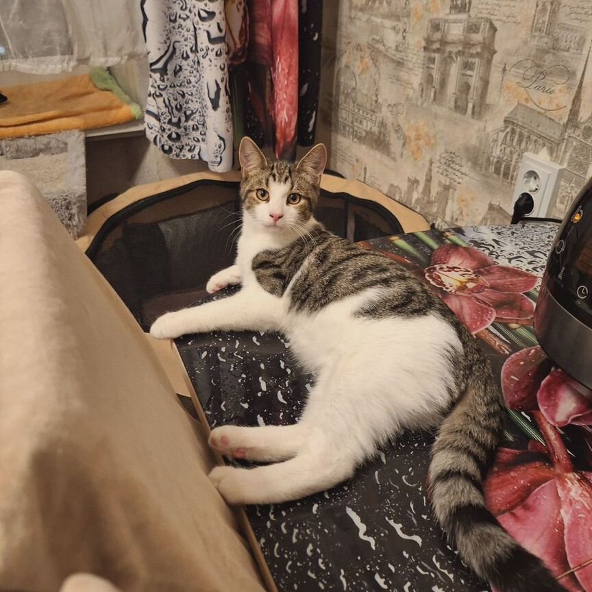 Котику подростку некуда идти