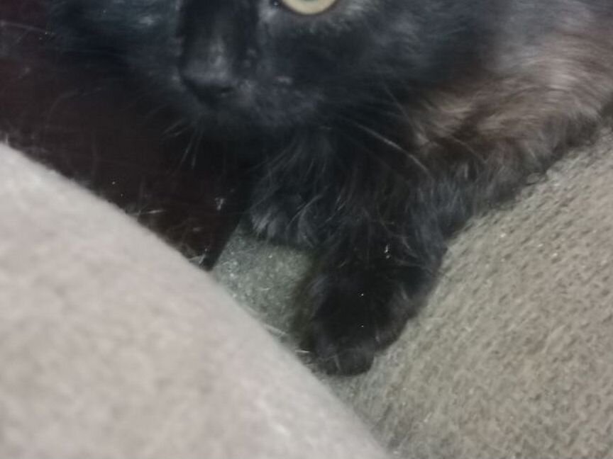 Отдам бесплатно