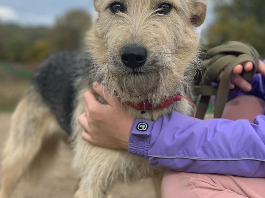 Собаки бесплатно