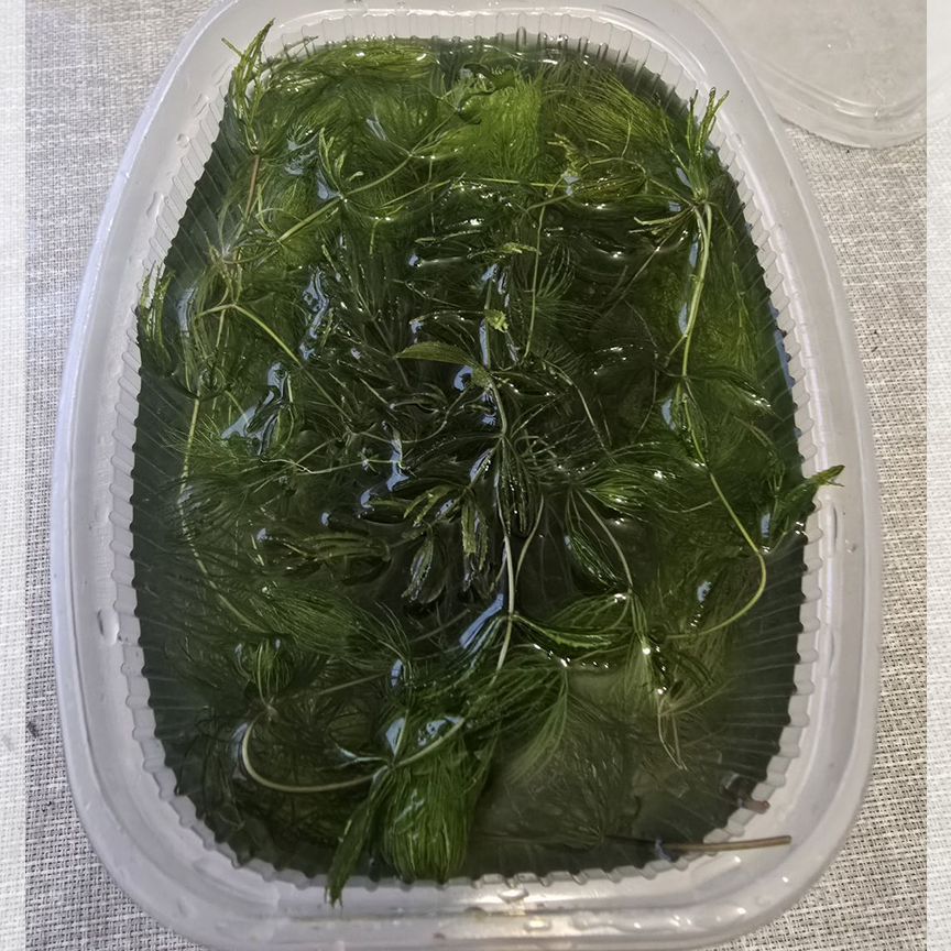 Аквариумное растение