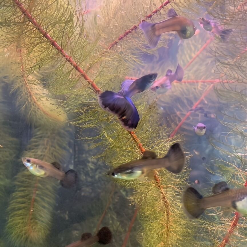 Гуппи черный монах