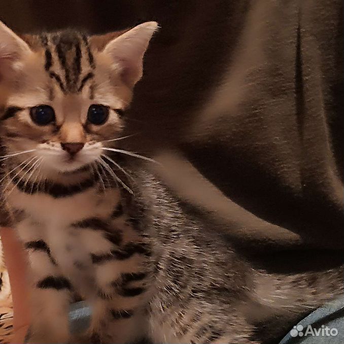 Бенгальская кошка, Вислоухий Британиц папа