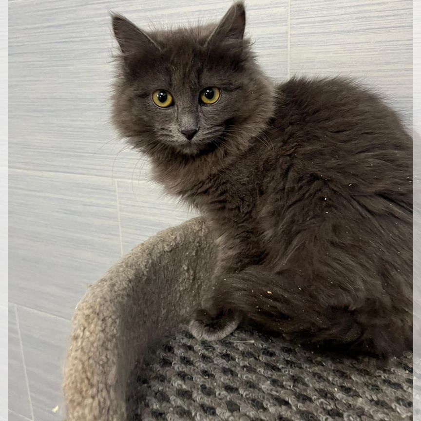 Отдам в добрые руки