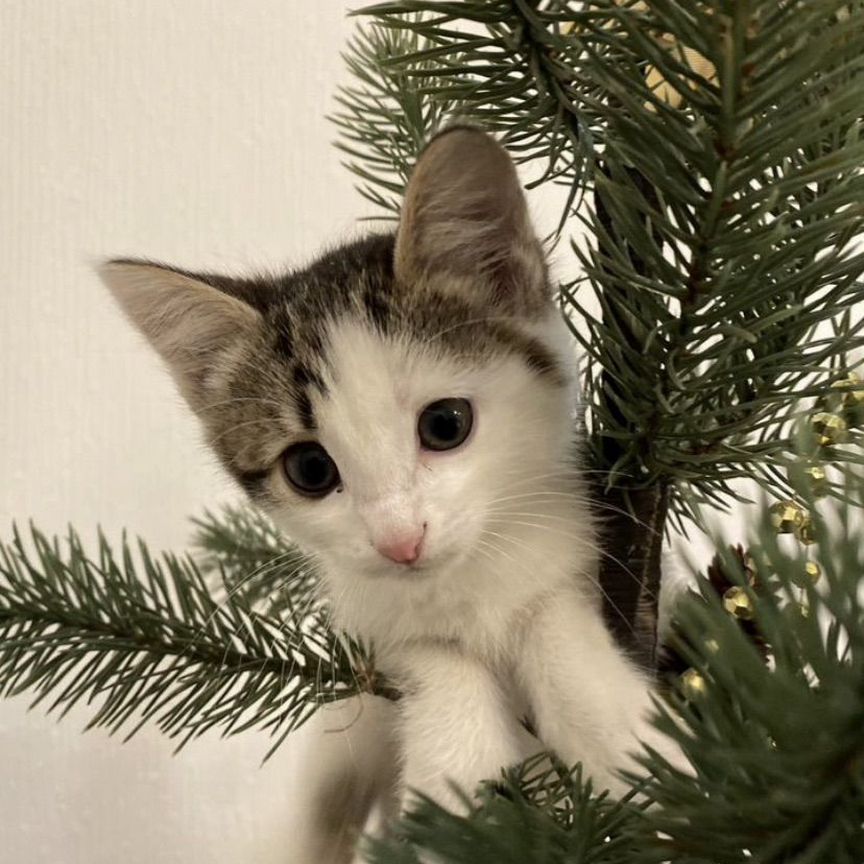 Котенок в добрые руки