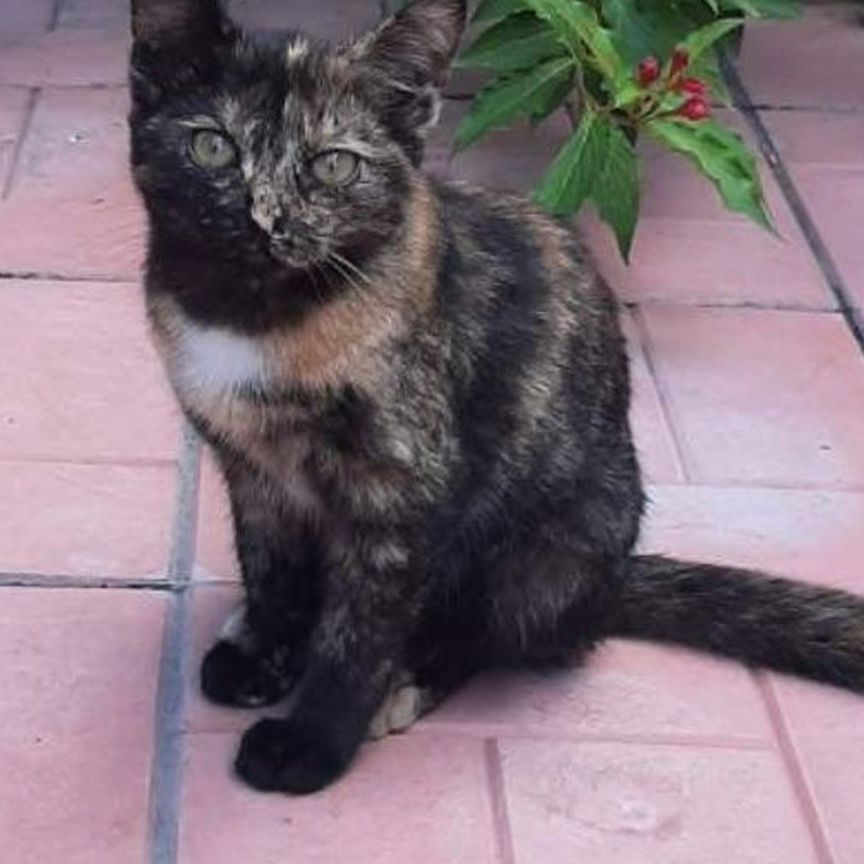 Черепашковый котёнок ищет дом