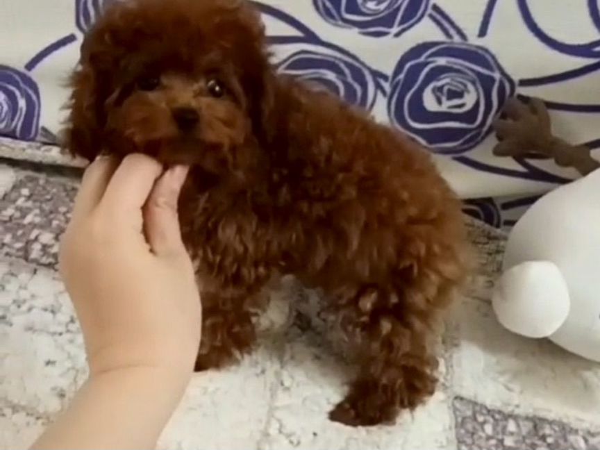 Той-пудель тикап китай 3 девочки 4 месяца