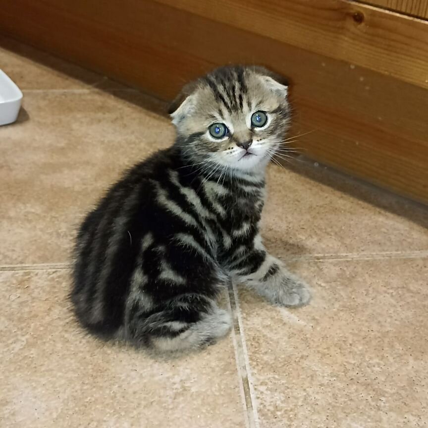 Котята