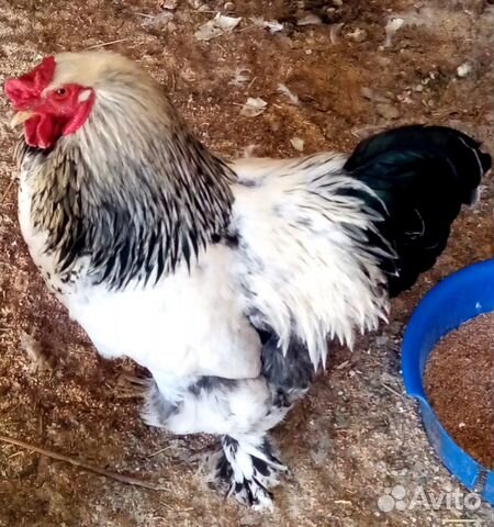 Петух брама