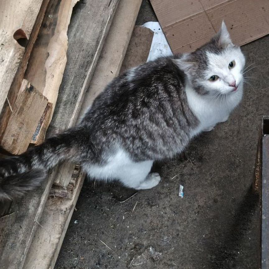 Взрослая, кошка в добрые руки