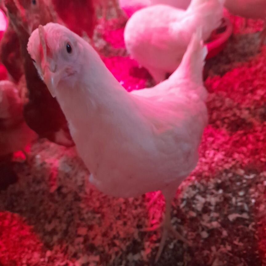 Курочки молодки 3мес