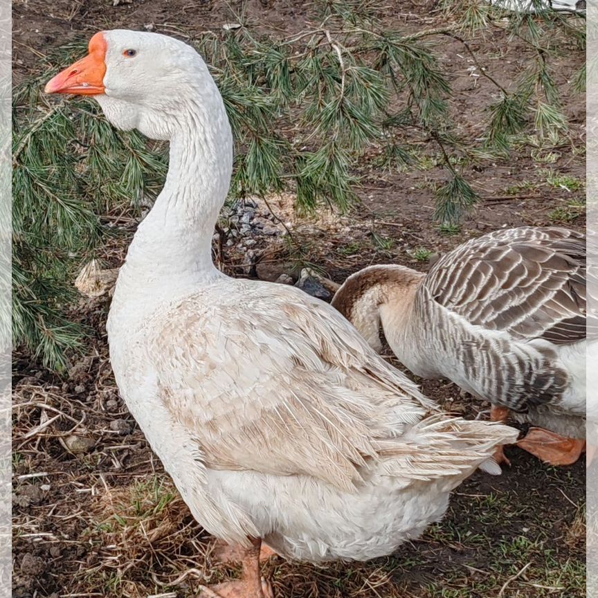 Гусак, утка на племя