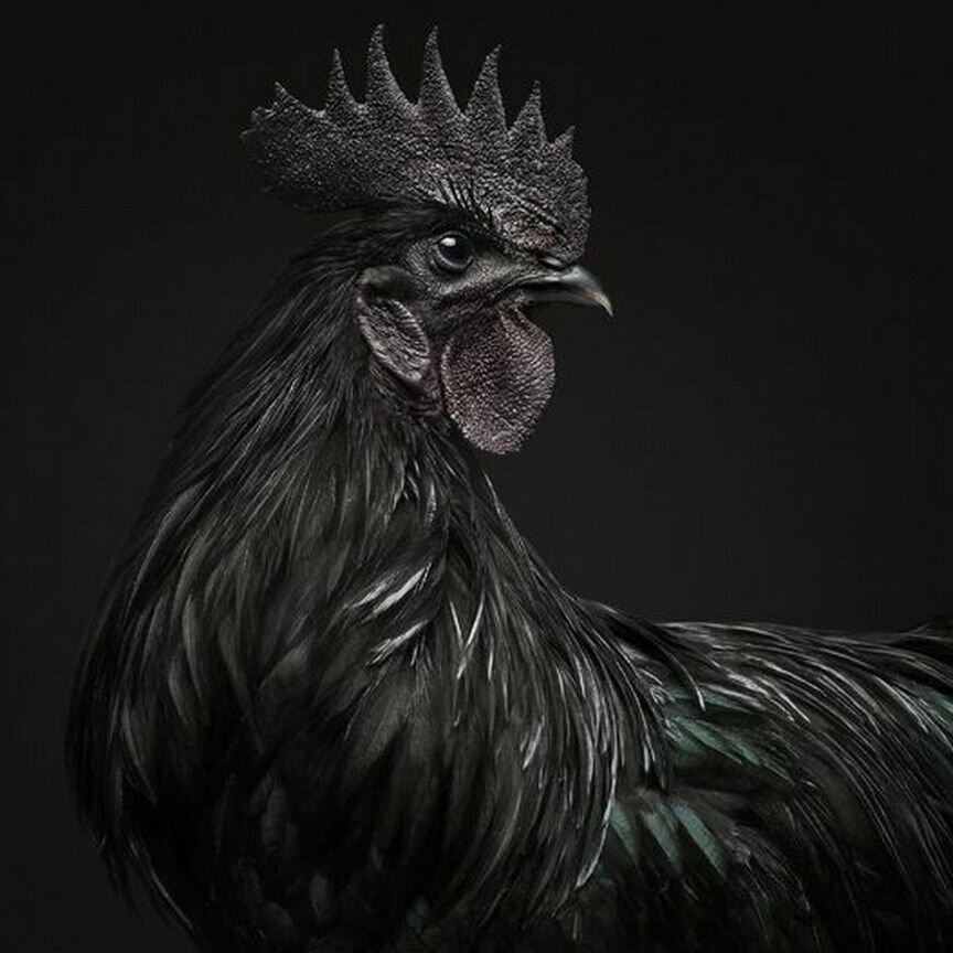 Петухи Черные породы ухейилюй