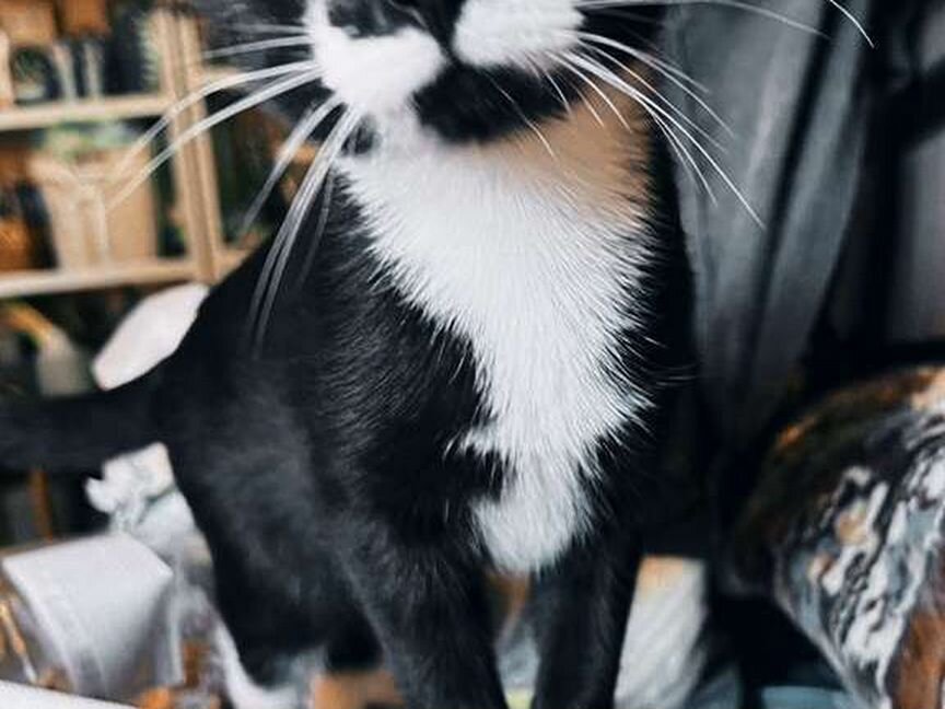 Милый котёнок ищет дом