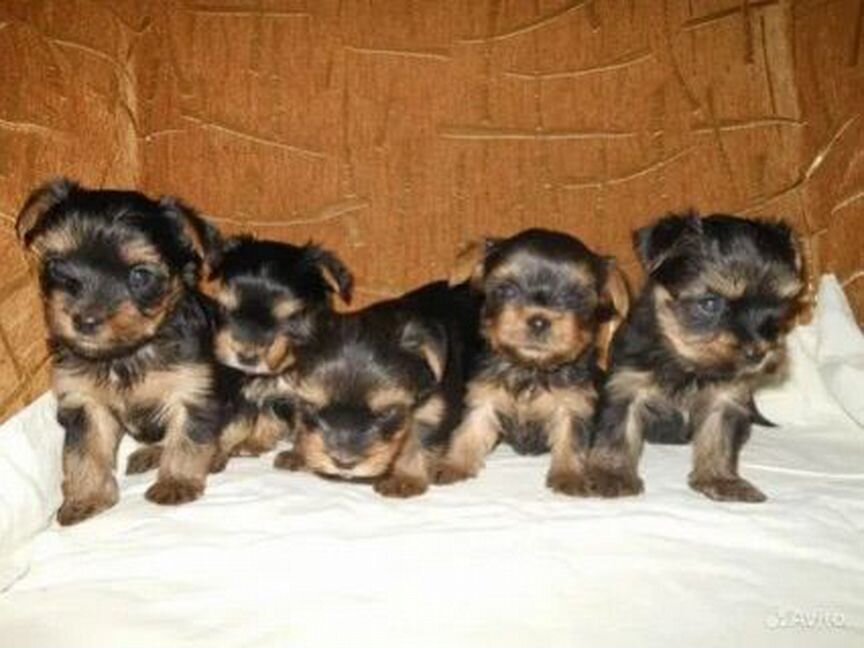 Йоркширский терьер девочка щенок