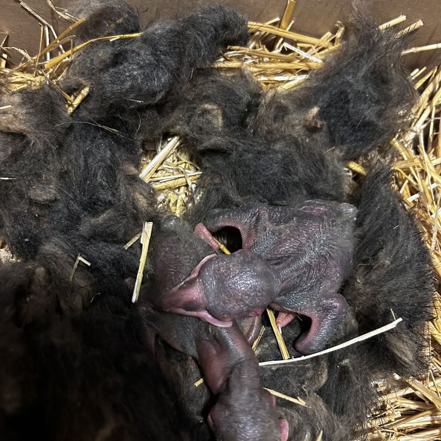 Черный ворон птенец