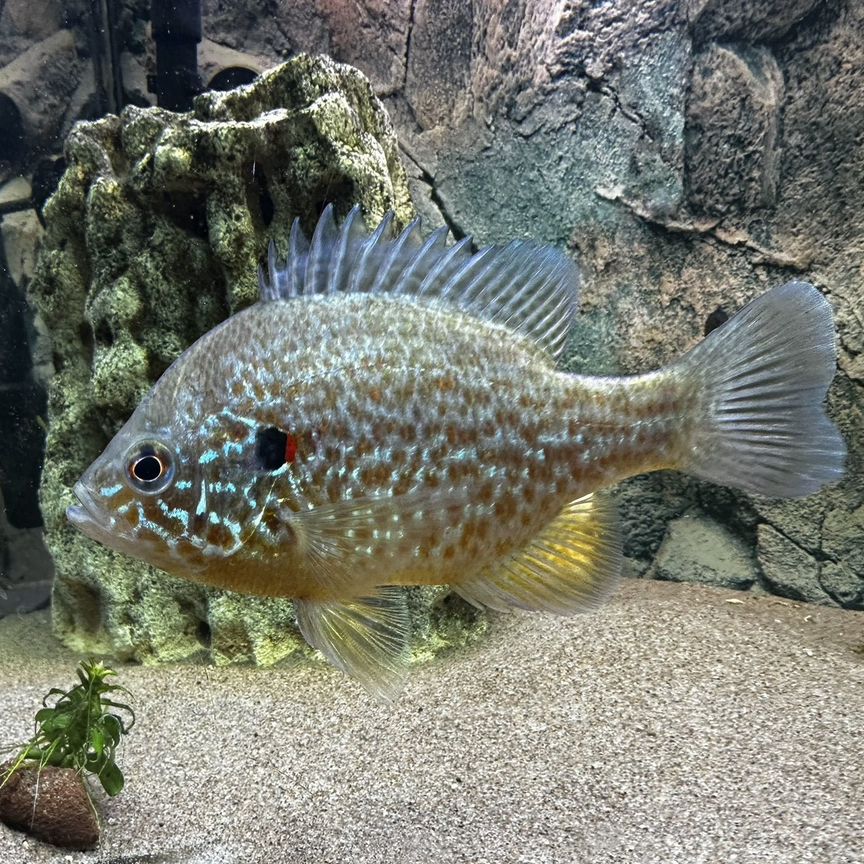 Рыбки Lepomis gibbosus Солнечный окунь
