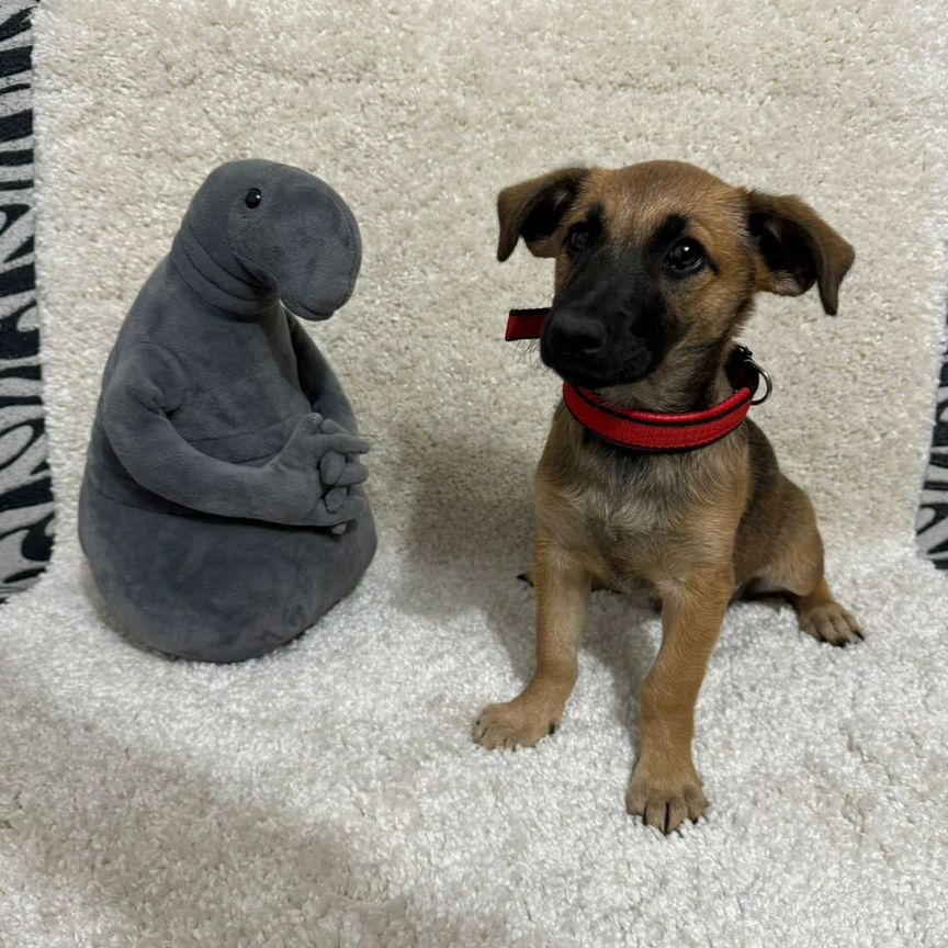 Щенок Марта в добрые руки