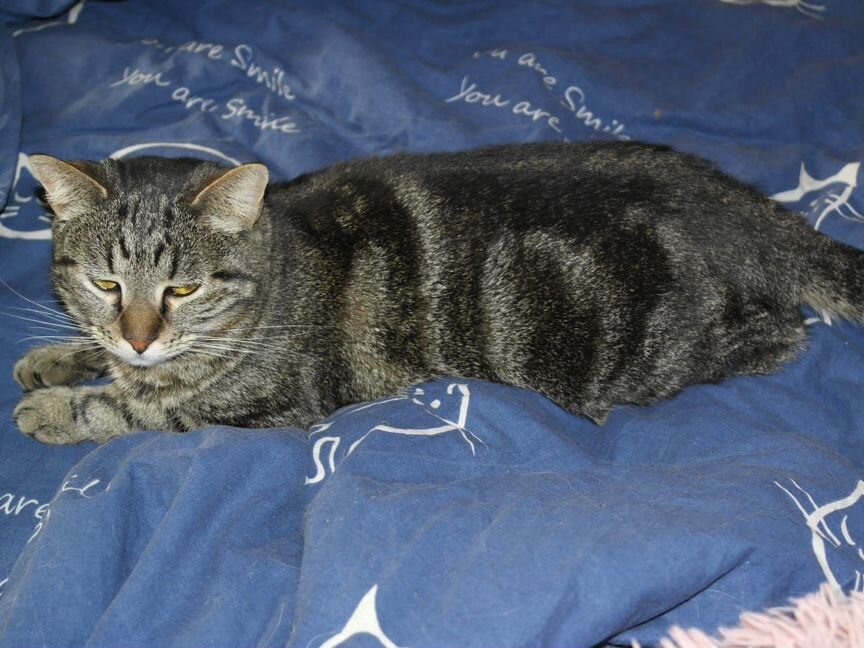 Кошке Фионе очень нужен дом