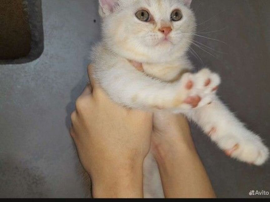 Шотландские Прямоухие котята