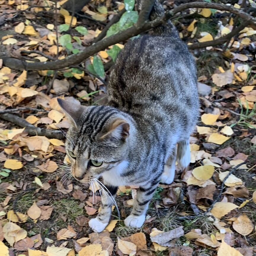 Кошки в добрые руки