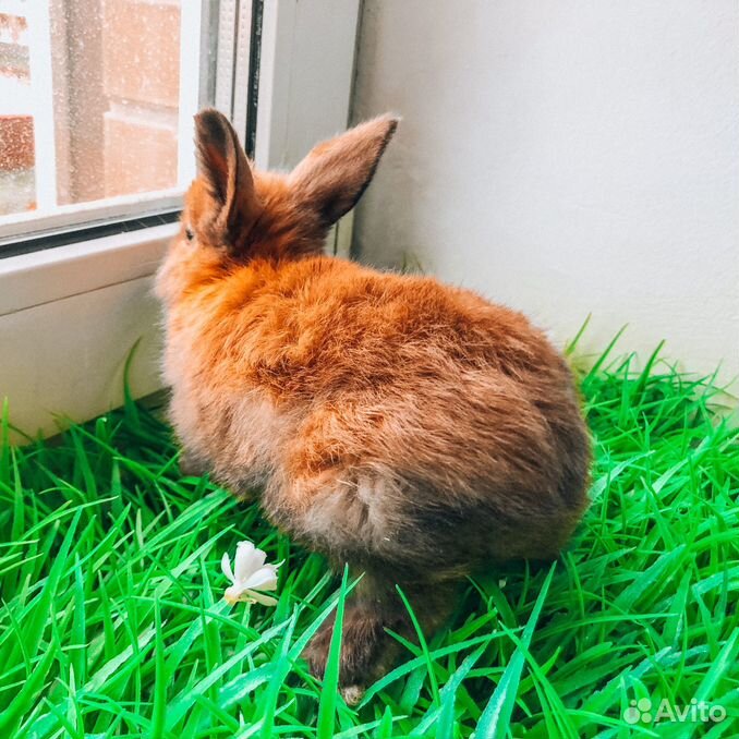 Карликовый кролик - королевский редкий