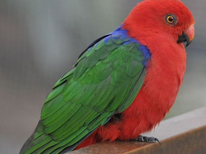 Королевский попугай