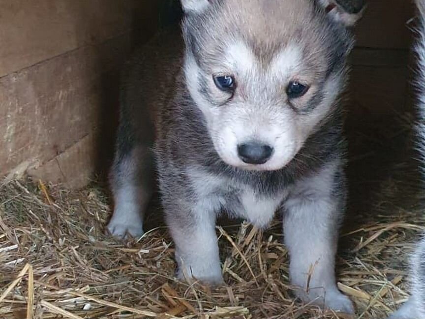 Отдам щенят в добрые руки