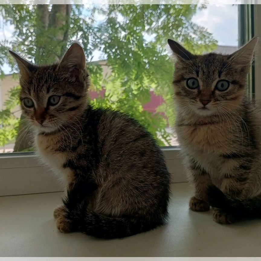 Сибирский котёнок