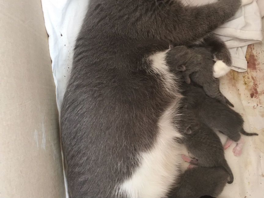 Кошка