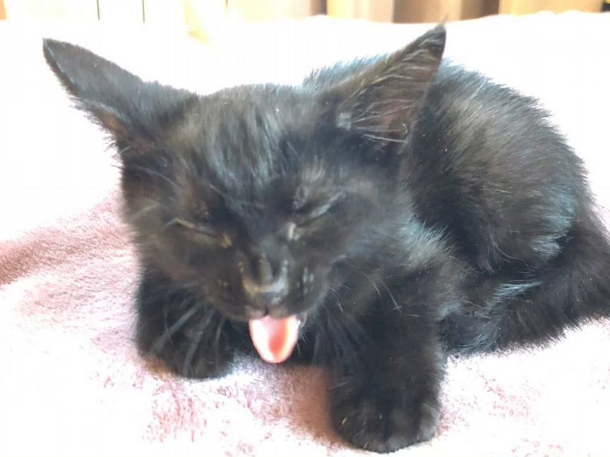 Котята отдам в добрые руки бесплатно