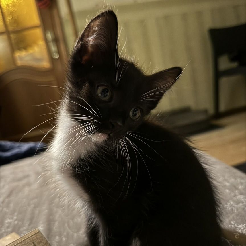 Котенок Дарсик