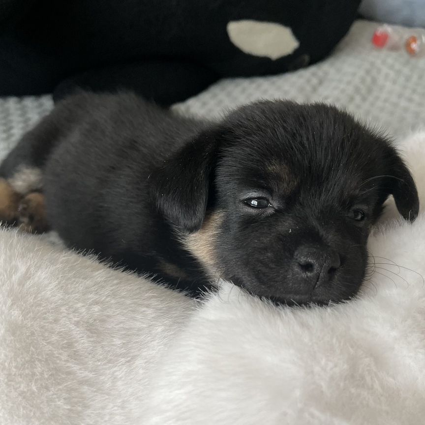 Йоркширский терьер, щенок