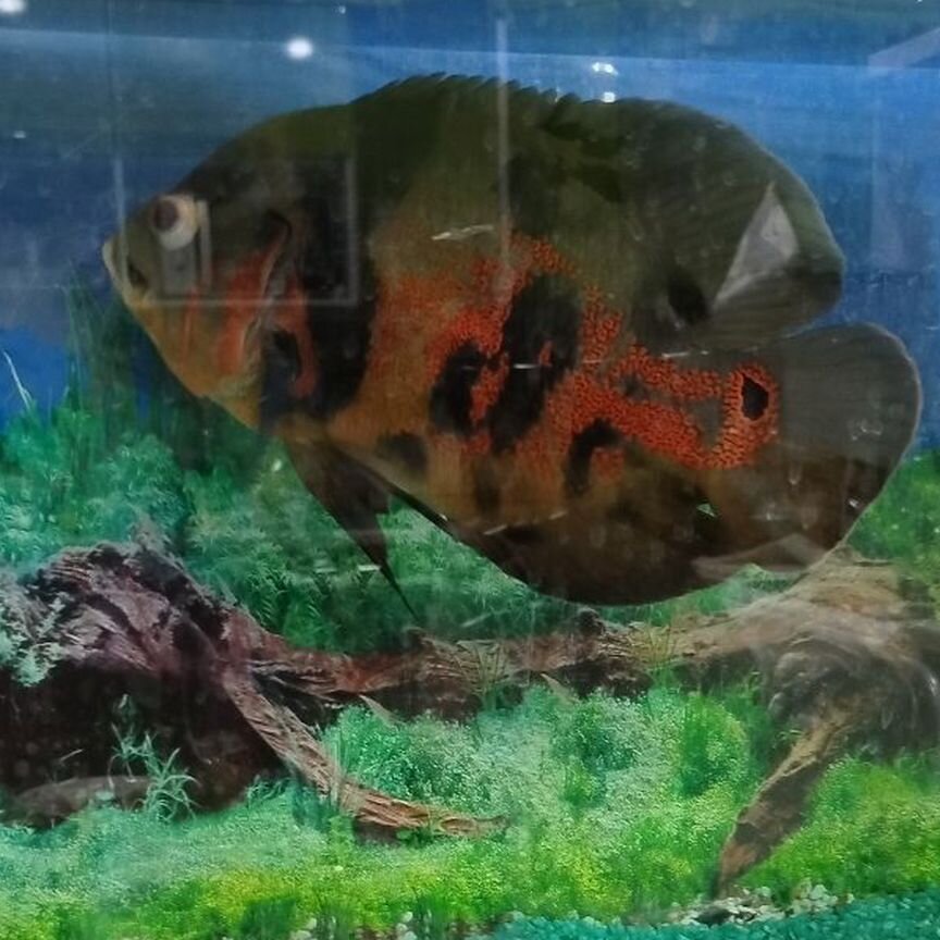 Астронотус тигровый