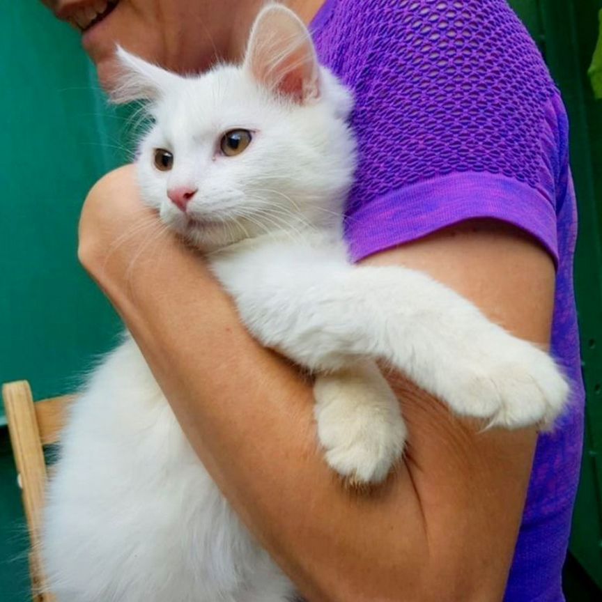 Стерилизованная кошка