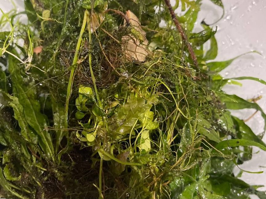 Прополка папортников