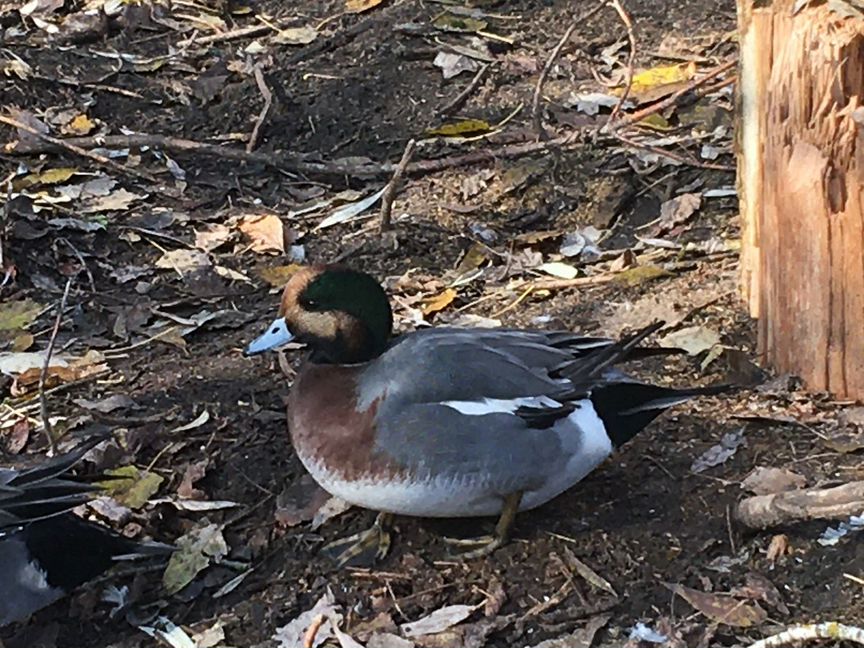 Декоративные утки