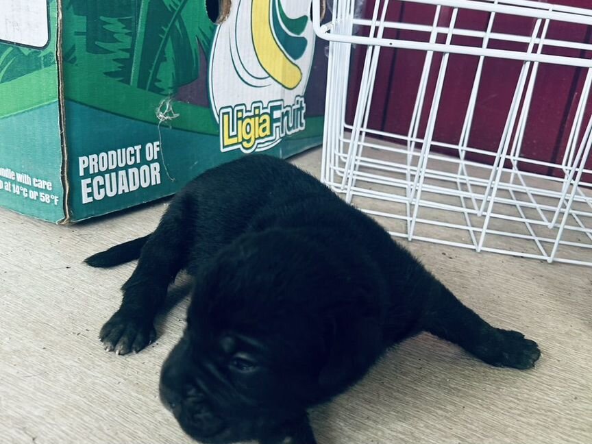 Щенки кане корсо