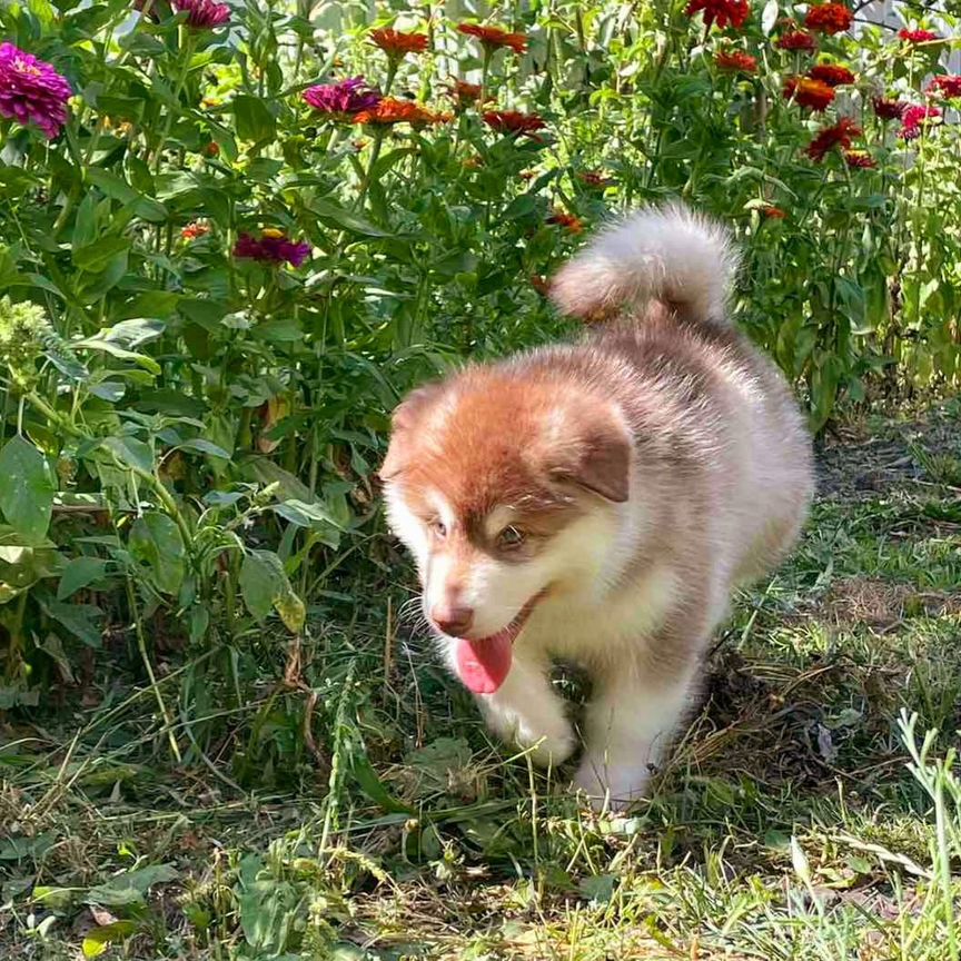 Щенки аляскинский маламут