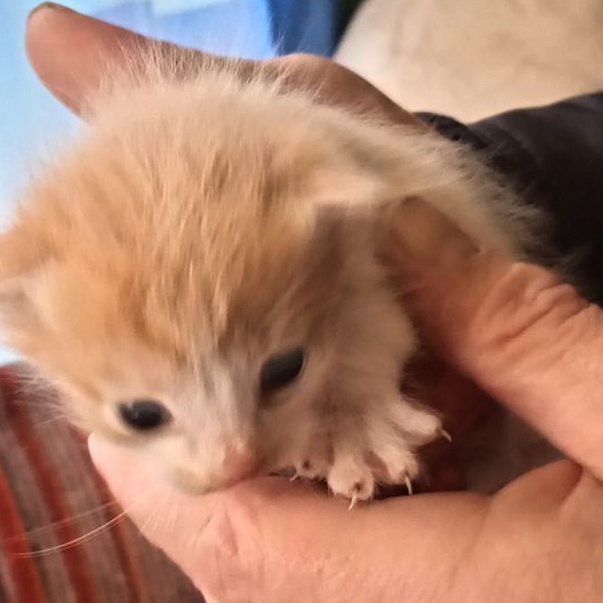 Карельский бобтейл котёнок