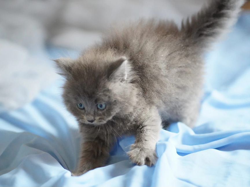 Котёнок в добрые руки