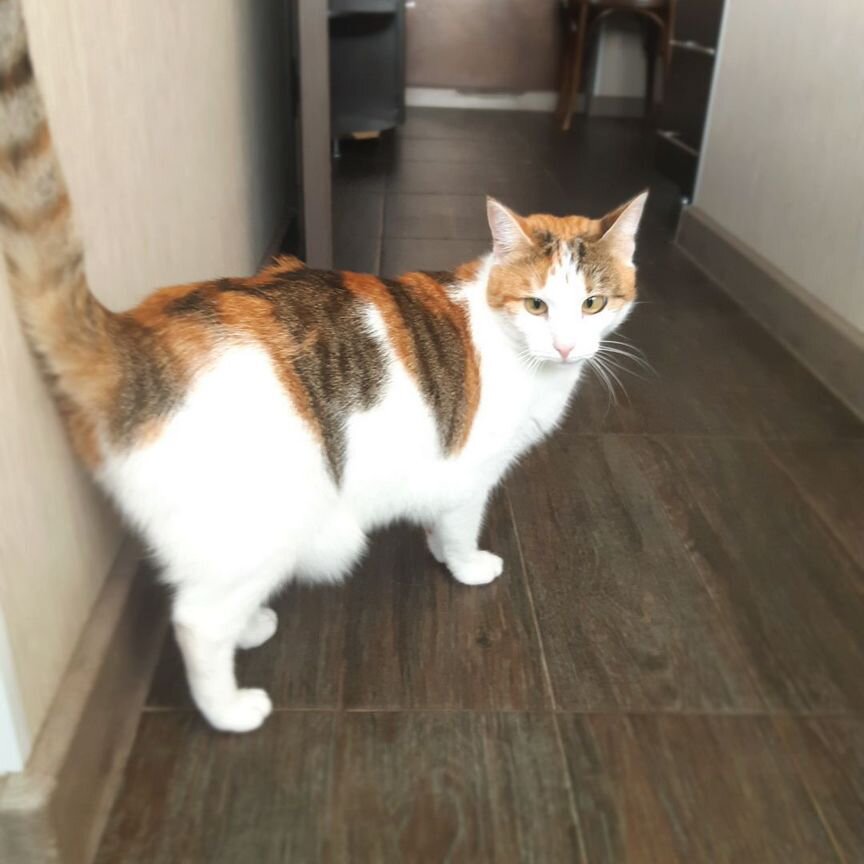 Кошка 3года Бесплатно