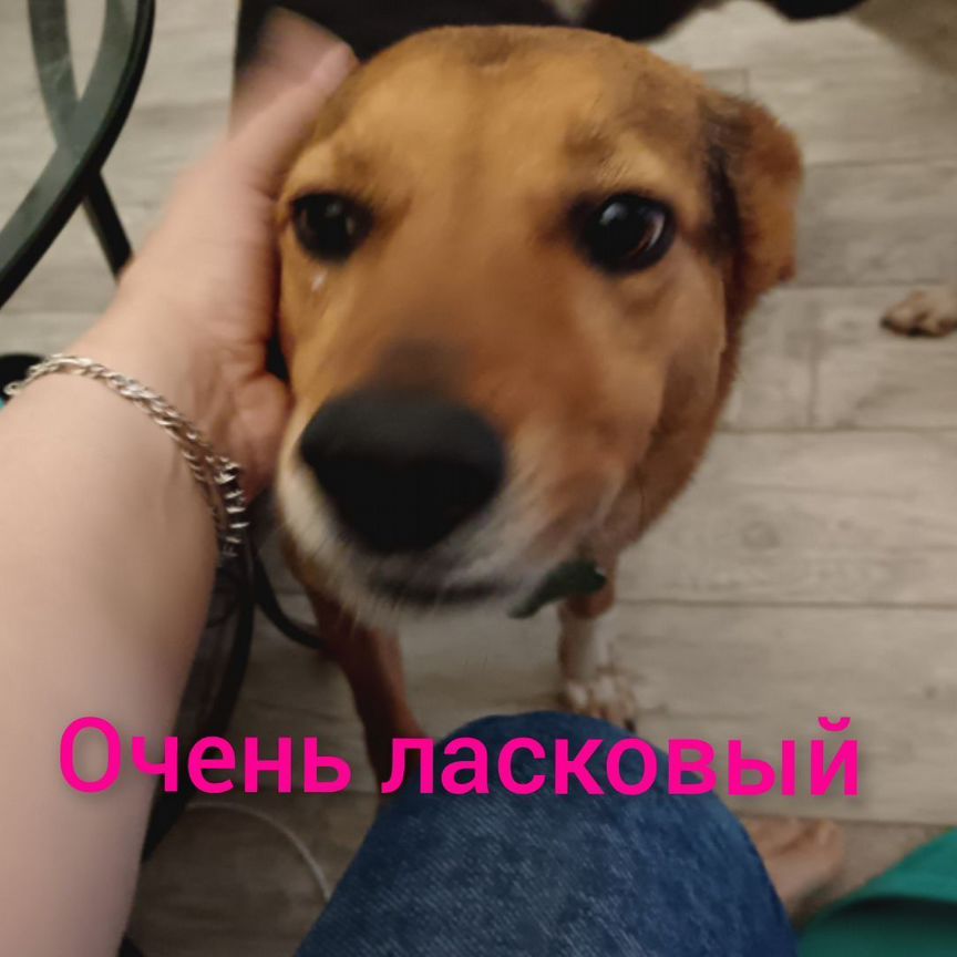 Добрый Рыжик