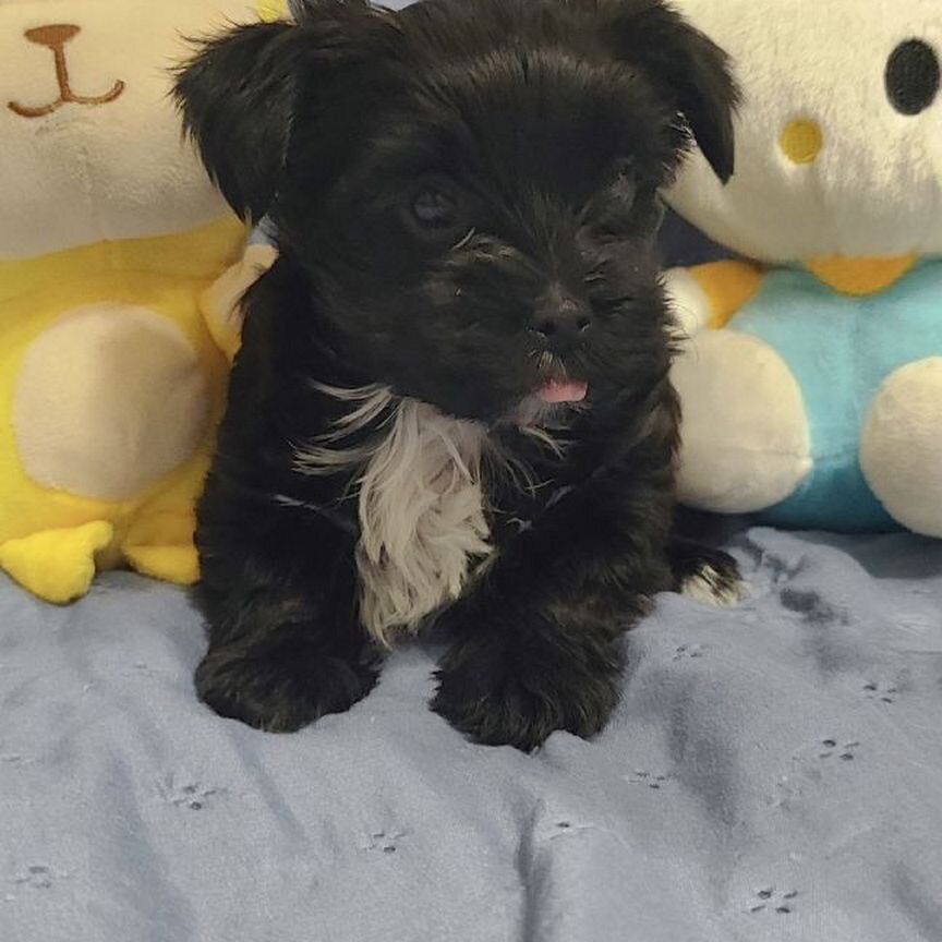 Йоркширский терьер