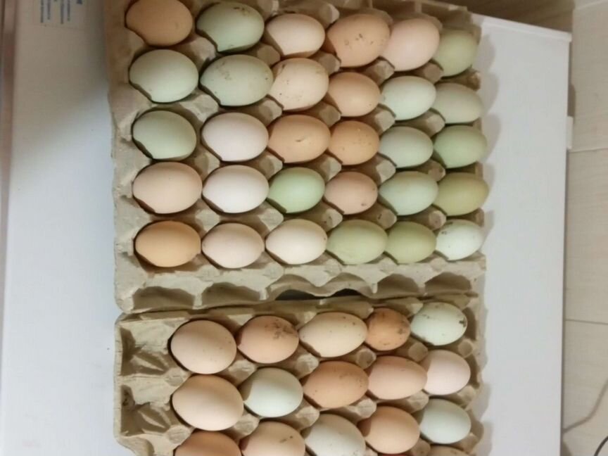 Домашние куриные яйца(ассорти)