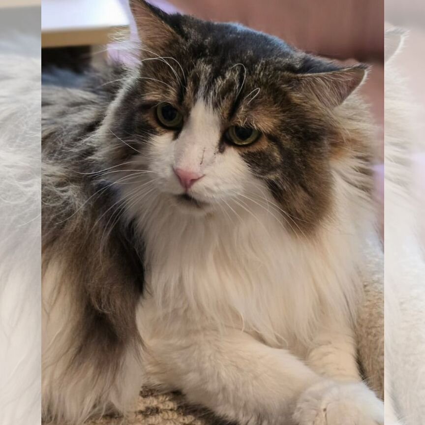 В добрые руки