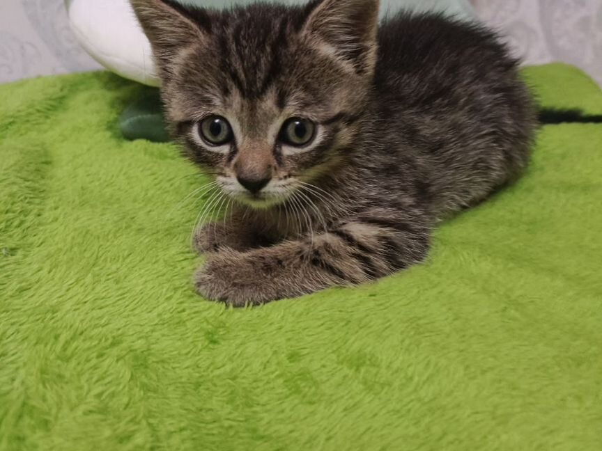 Котенок