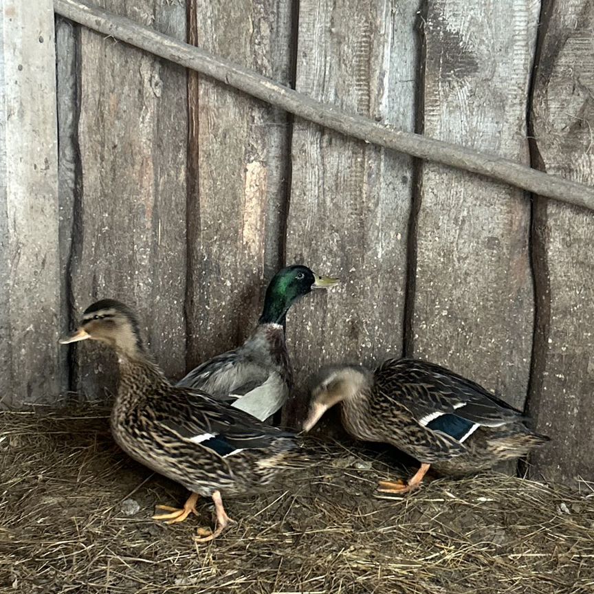 Подсадные утки